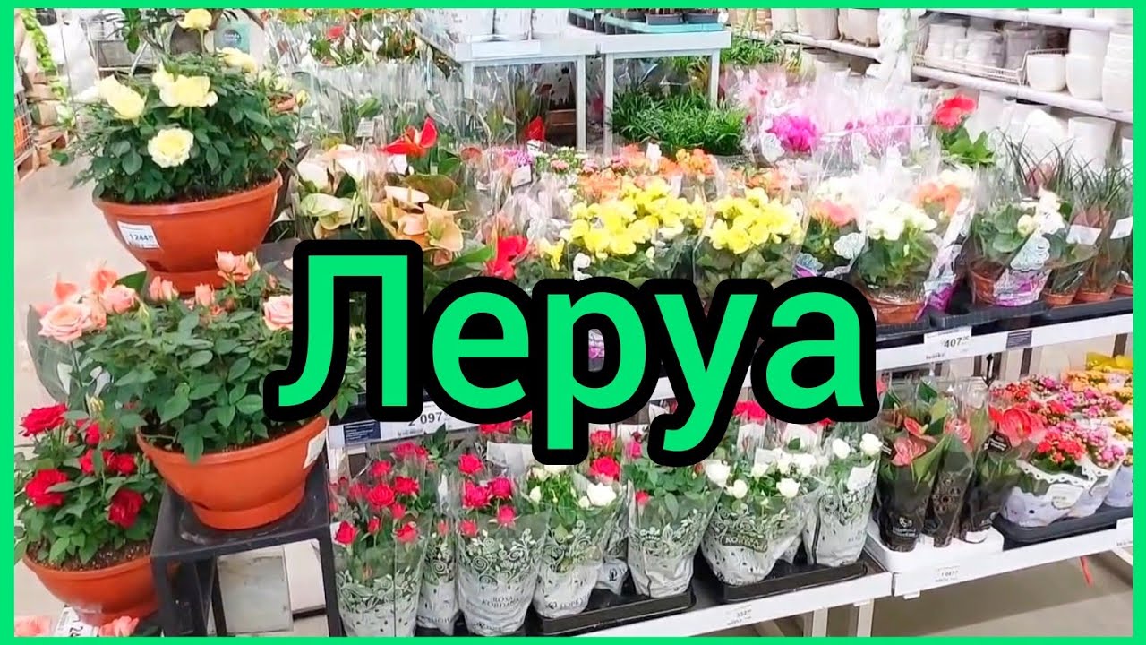 7.07.23 #ЛеруаМерлен ? #новые #цветы ? #орхидеи ? #фикус #розы #филодендрон и др #растения #Липец