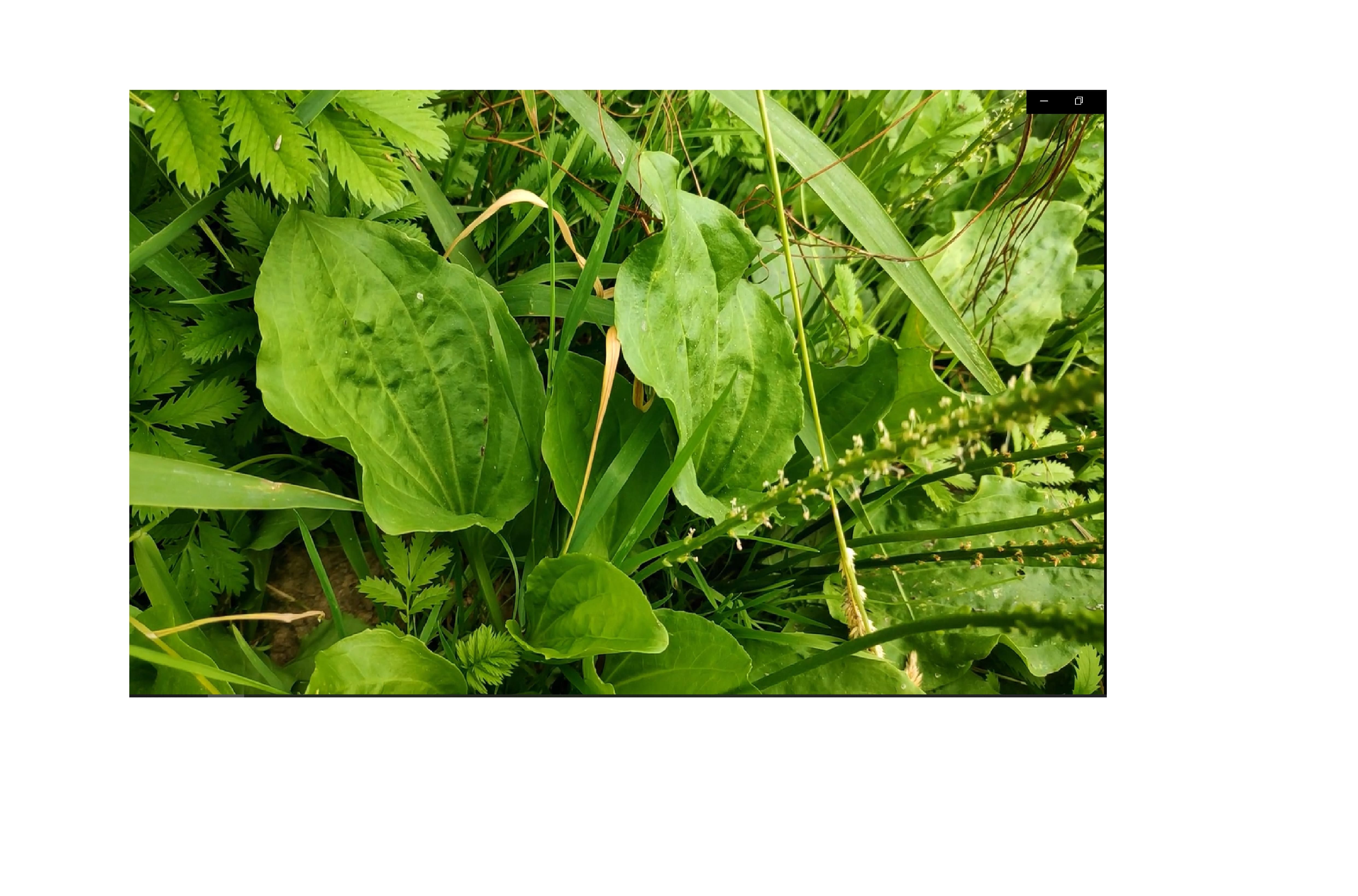 Народное лечение подорожником от укусов насекомых, давления, заболеваний органов дыхания, ран.