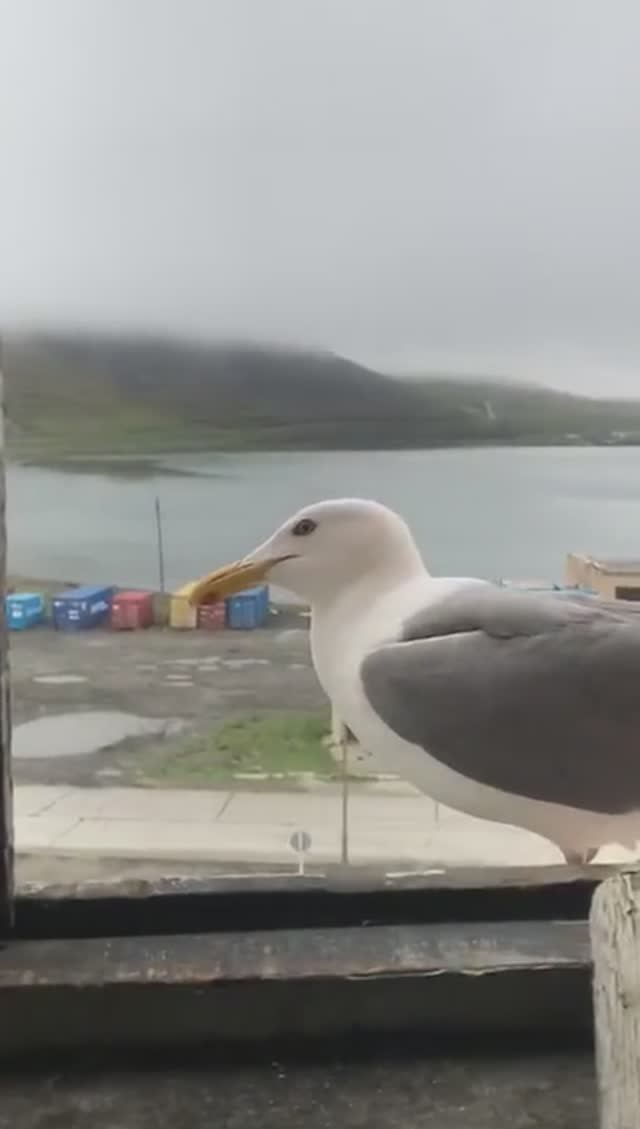 Чайка-попрошайка по имени Олег