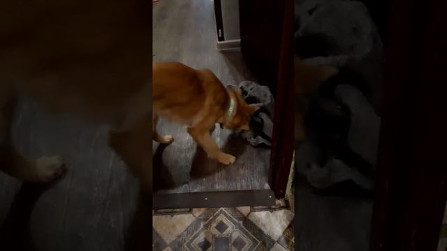 Карело-финская лайка Нора.Прячет косточку!