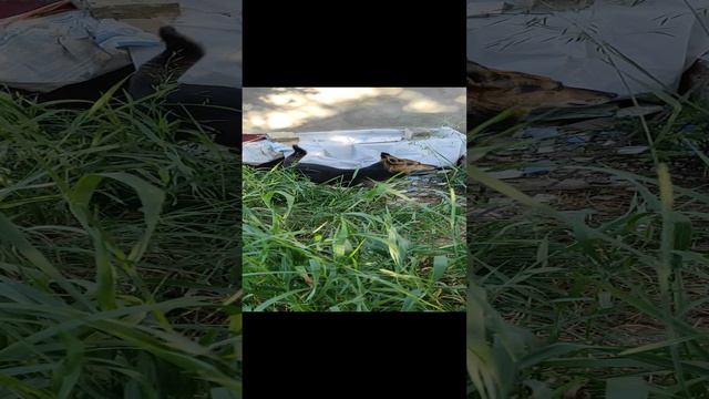 Мики гавкает на цыганка