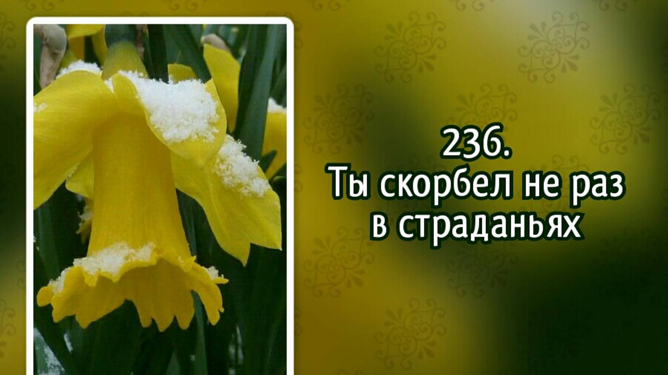 Гимны надежды 236 Ты скорбел не раз в страданьях (-)