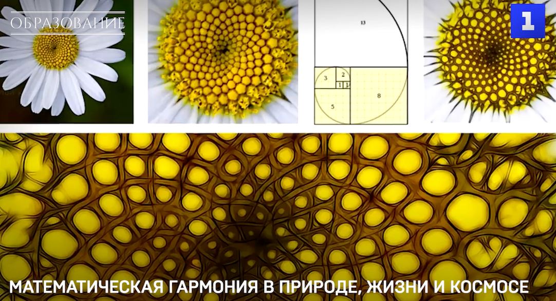 Формула гармонии или красота математики