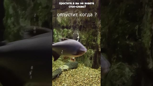 Что здесь происходит ? Камеру вырубай ! (не по теме . был в океанариуме)