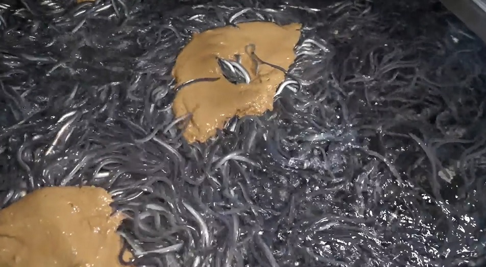 Ферма по выращиванию угрей, производящая 400 тонн в год.