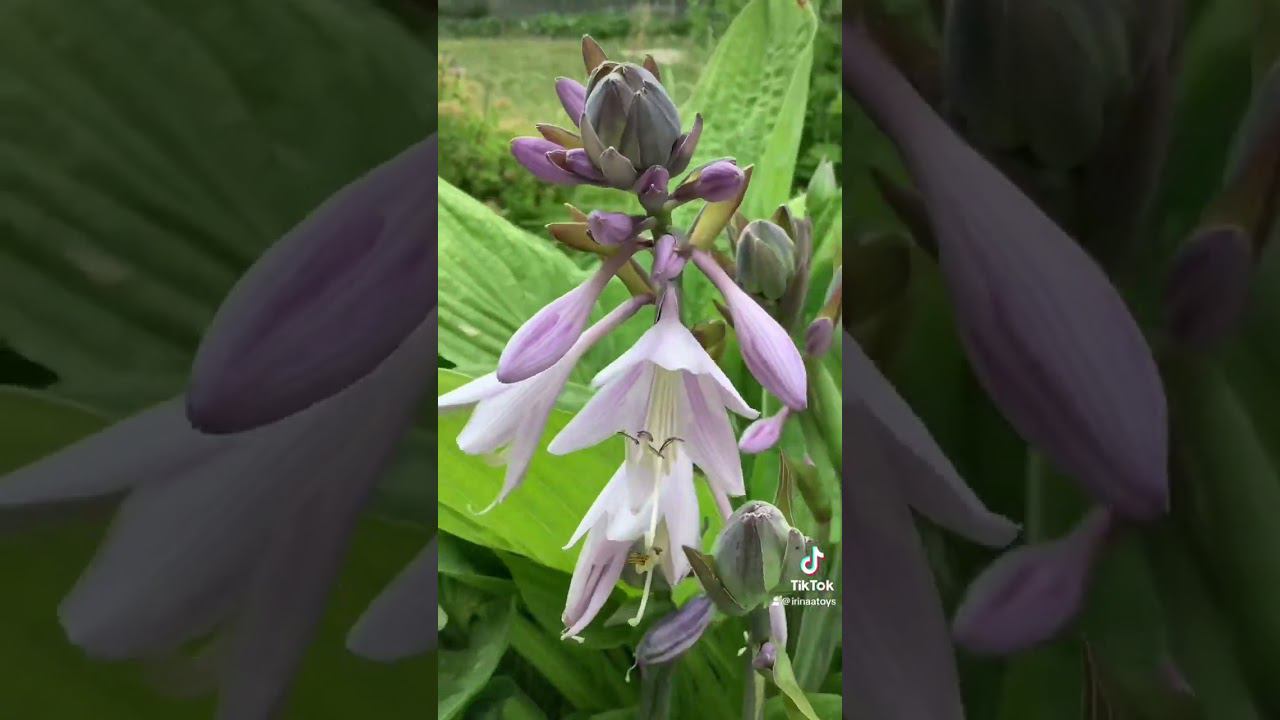 Как прекрасен этот мир❤️