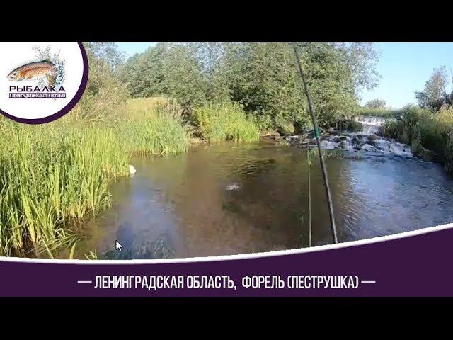 Форель (Пеструшка)  Ленинградская область.