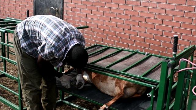 ШИПМАСТЕР.Ру Шип Мастер: обрезка копыт Англо-нубийским козам