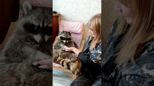 енот Витя кушает в кресле #shorts