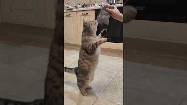 Данса кудуро