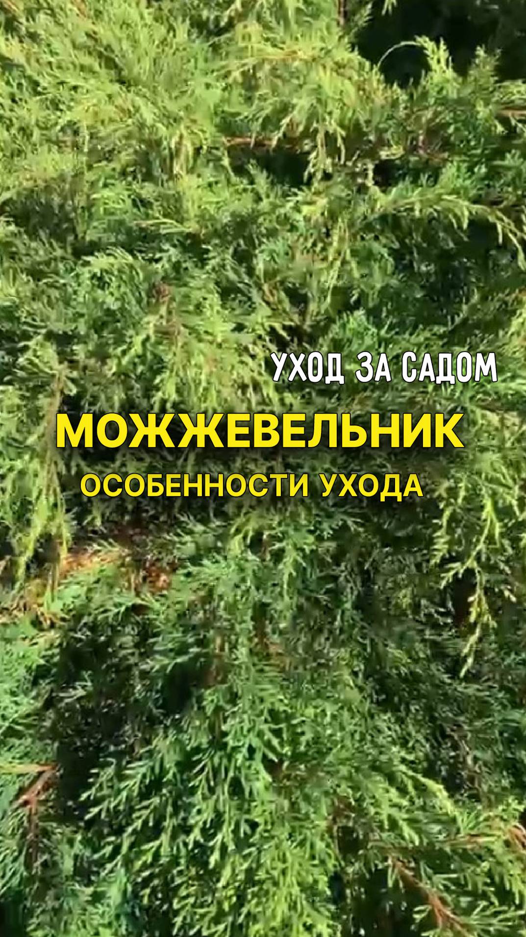 Можжевельник - особенности ухода