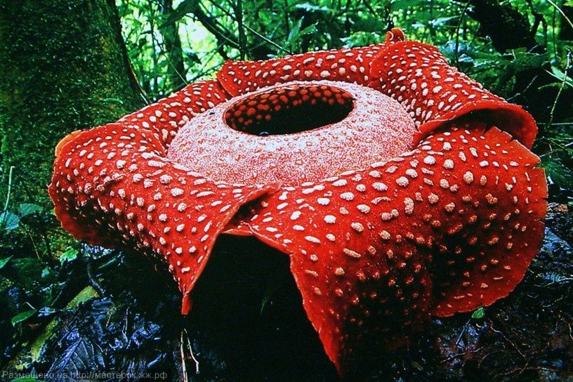 Увидеть и не задохнуться от аромата  – Раффлезия Арнольда!