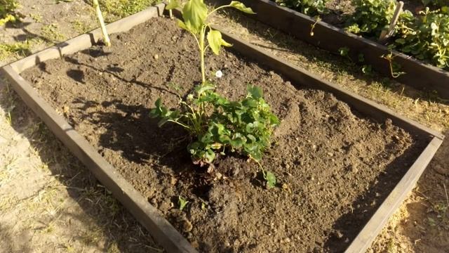 Пересадка крупноплодной земляники.mp4