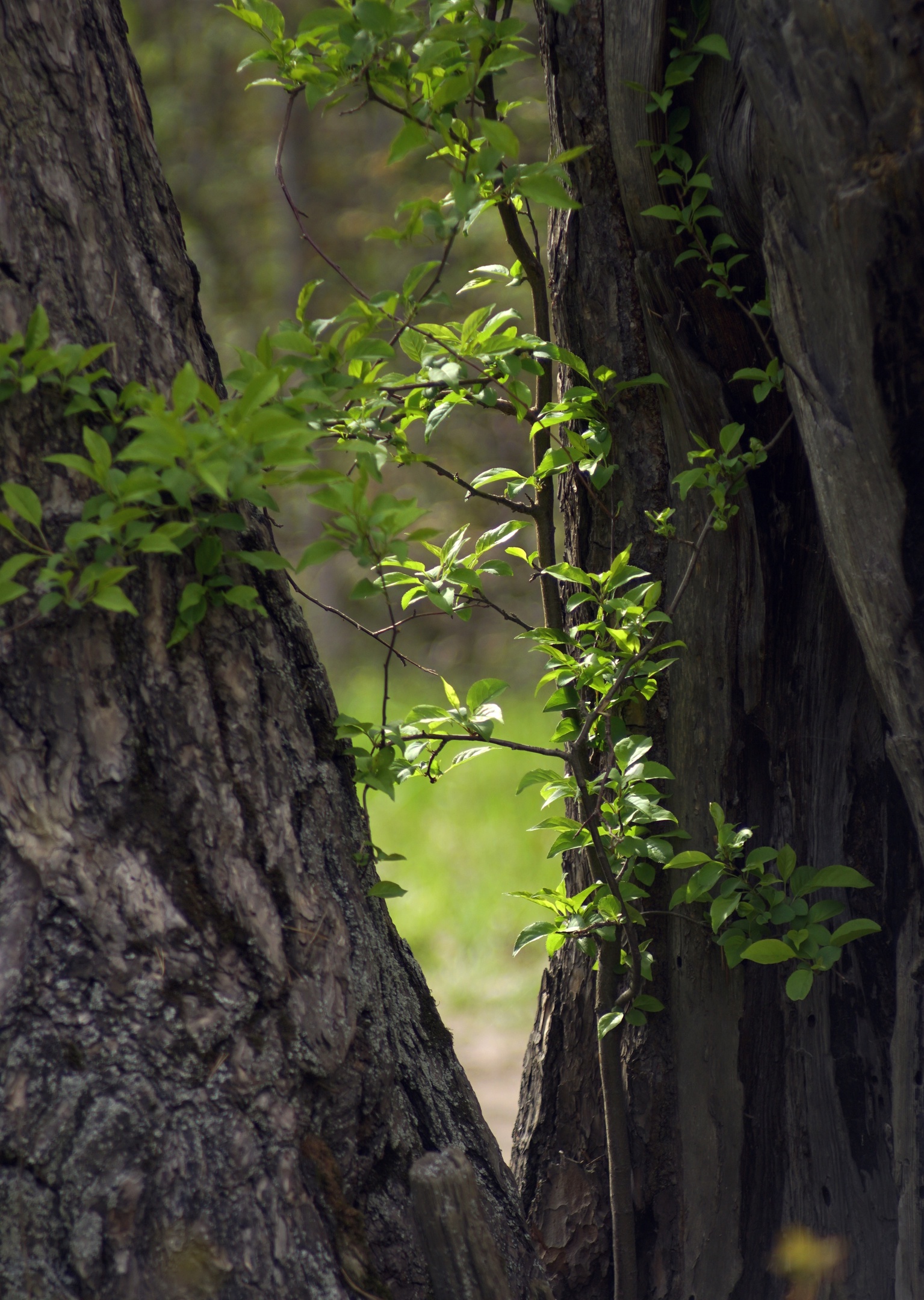 В ЭКСТАЗЕ С ПРИРОДОЙ... (Фото Измаила Ефимова (Йошкар-Ола) - А. Скрябин "Поэма экстаза" (фрагмент))