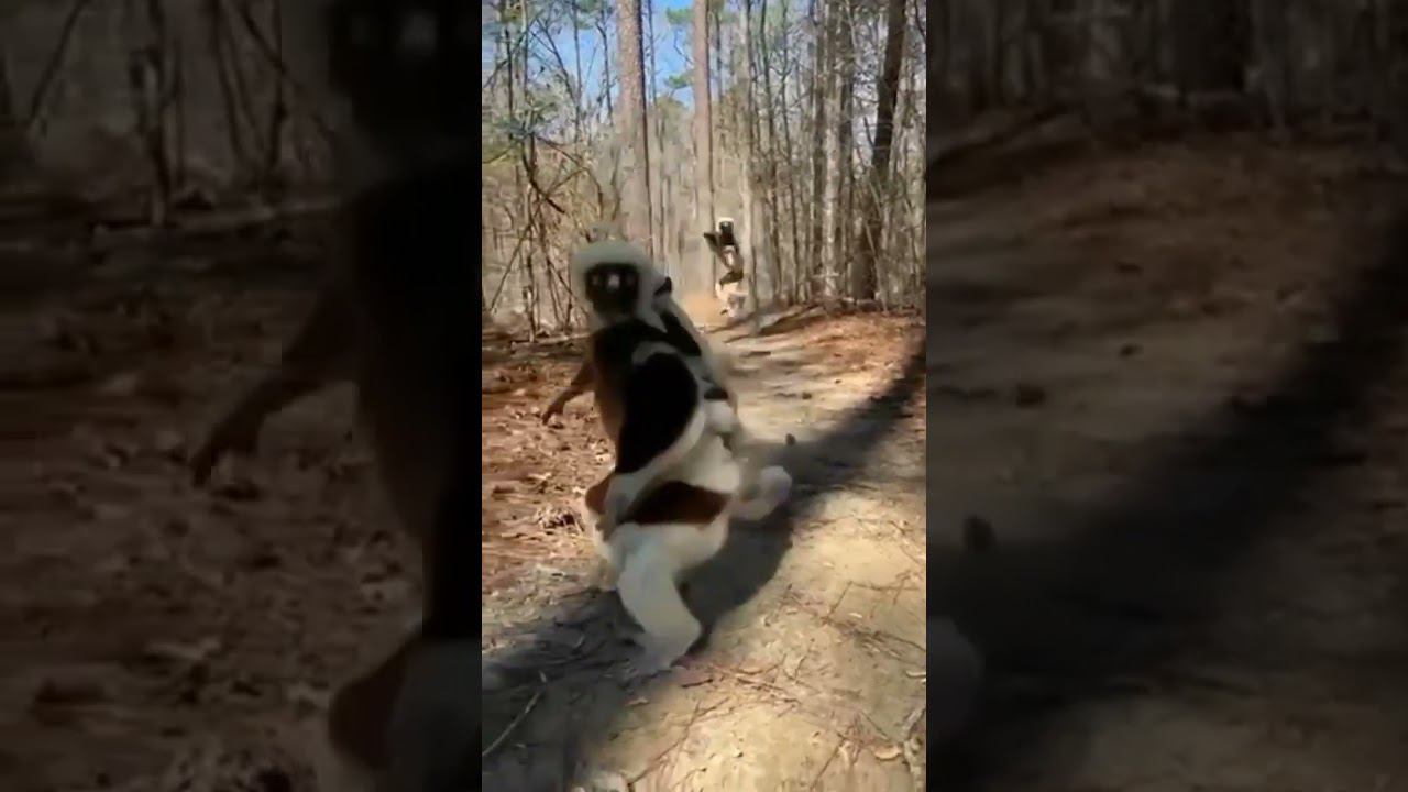 Сифаки- лемурообразные обезьяны