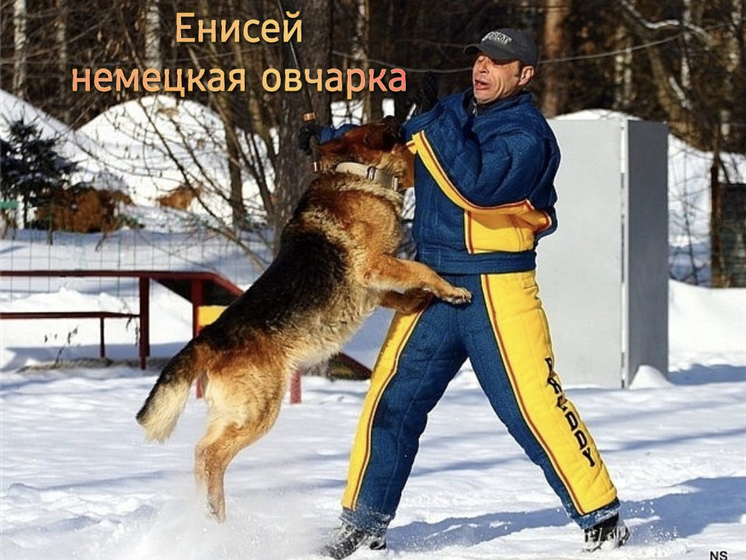 Енисей - немецкая овчарка
Соревнования по Большому Рингу