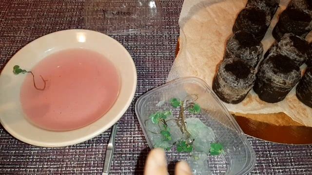 Саженцы жимолость Югана