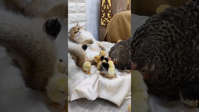 Мамочки они такие..