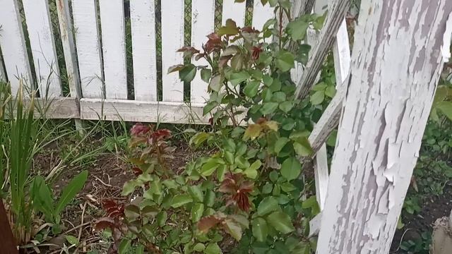 Прогулка+болталка. Обзор парка "Укромный"   05.05.2022. Симферополь.