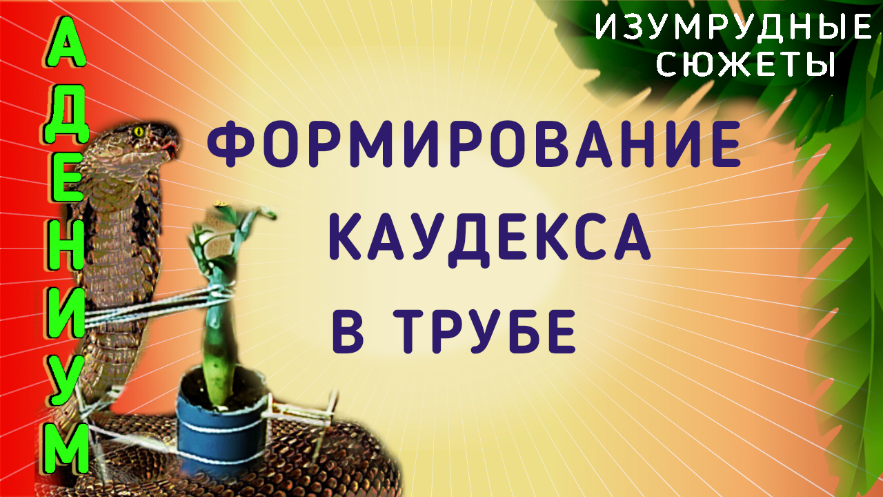 Адениум. Формирование каудекса адениума. Техника "Анаконда".