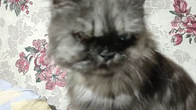 Жду бабушку, спать будем