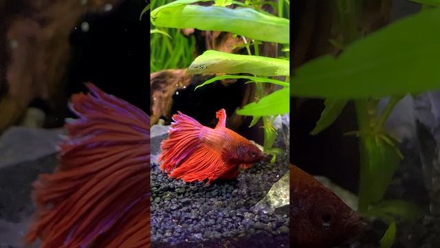 Видео на рутубе бойцовая рыбка