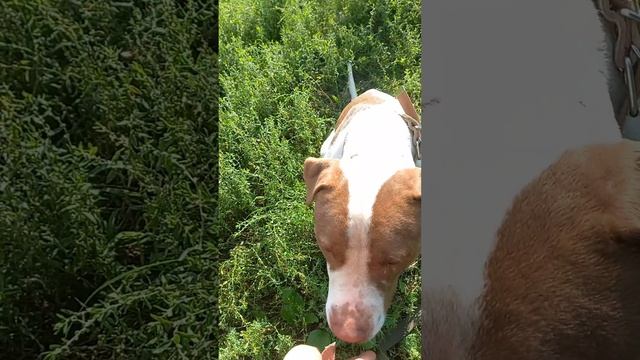 Спасенный из Сочи #Санремо_шарик осваивается на новом для себя месте ❤️