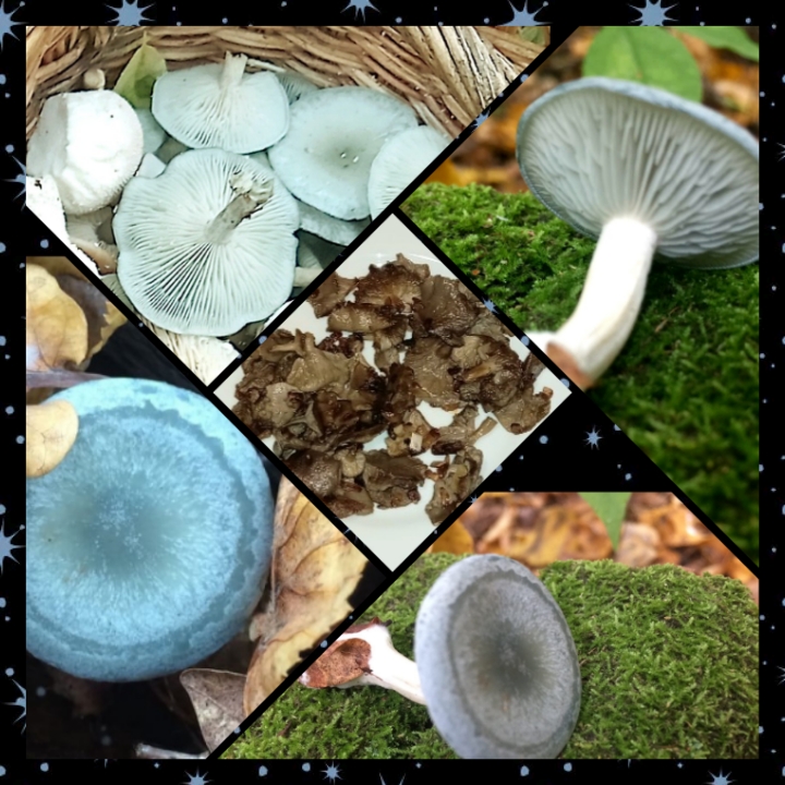 ‼️ГОВОРУШКА АНИСОВАЯ (ПАХУЧАЯ, ДУШИСТАЯ) - ГОТОВИМ И ПРОБУЕМ‼️