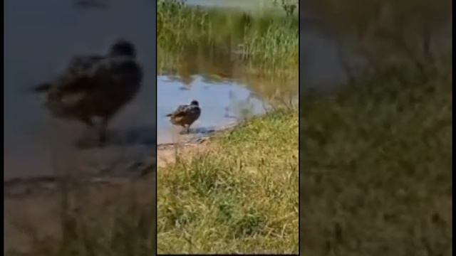 VID-20240603-WA0010.mp4