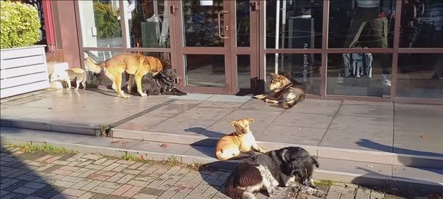 Адлер собачий