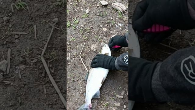Shorts#  Рыбалка на блесну. Поклевка лосося..avi