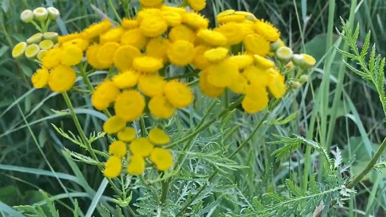 Пижма.
Уникальное растение произрастающее в Росси. Месторасположение Москва. Природа в городе.