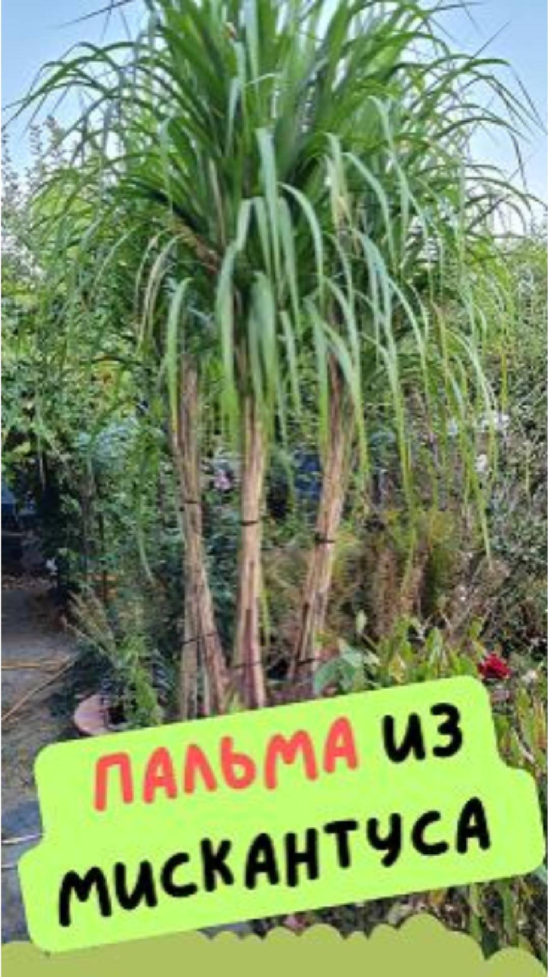 Пальма из мискантуса гигантского