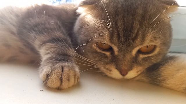 Кот На Солнышке