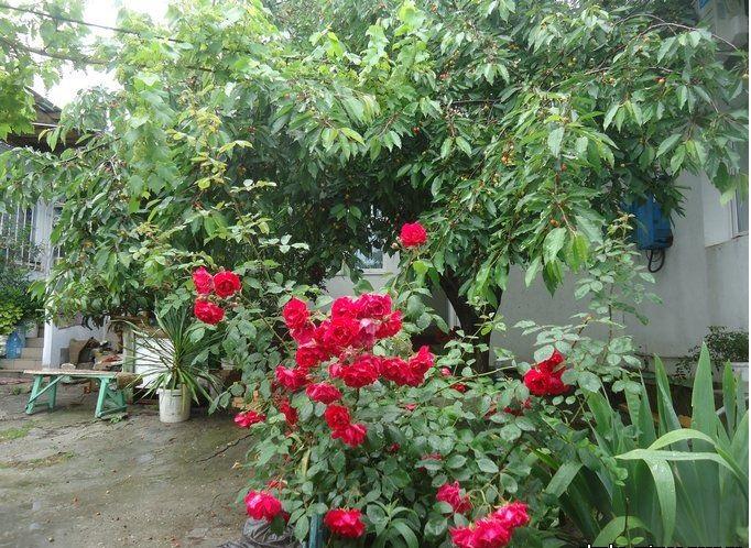 Крым Алупка отдых частный сектор. Алупка жилье для отдыха. «На Калинина, 32» ГОСТЕВОЙ ДОМ в Алупке