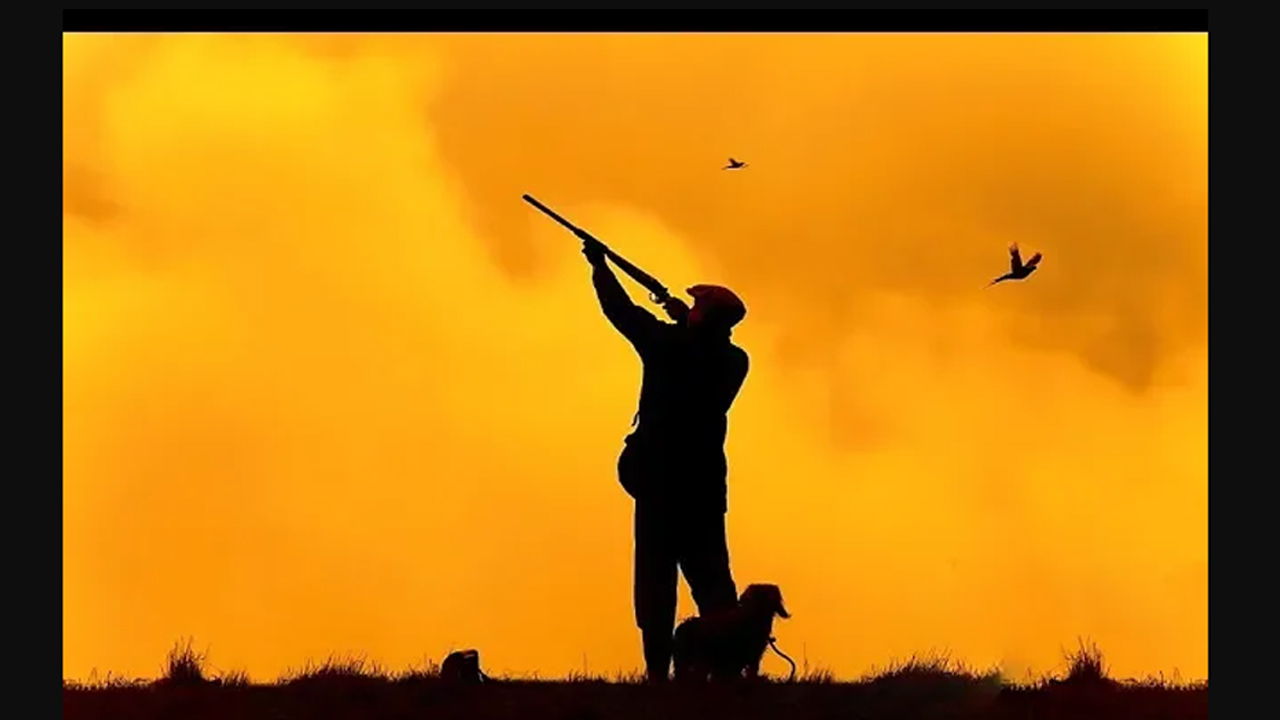 Охота на фазана.Удачные выстрелы сезона.