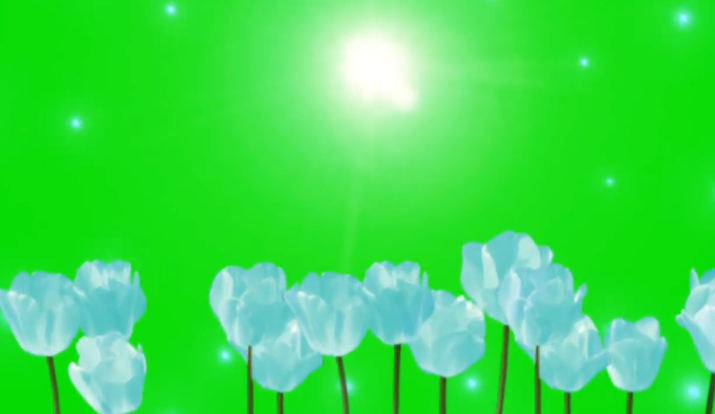 ?ГОЛУБЫЕ ТЮЛЬПАНЫ. Футаж. Хромакей. Зелёный экран. Chroma Key. Green Screen..mp4