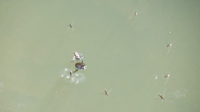 Битва мухи и жука-плавунца