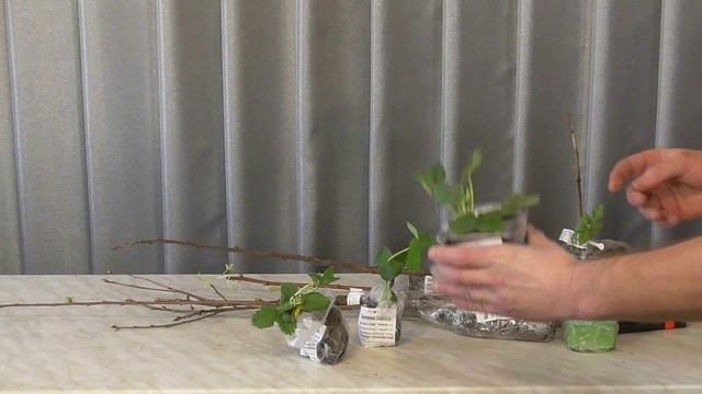 Отзыв №2 об интернет-магазине ncsemena ru (Русский огород от ООО СПК Агропромышленный дом)