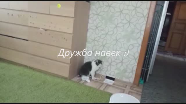 кот и робот
