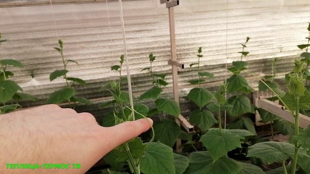 Огурцы начинают зацветать сорт Бьерн и СВ 4097, сезон 2022.mp4