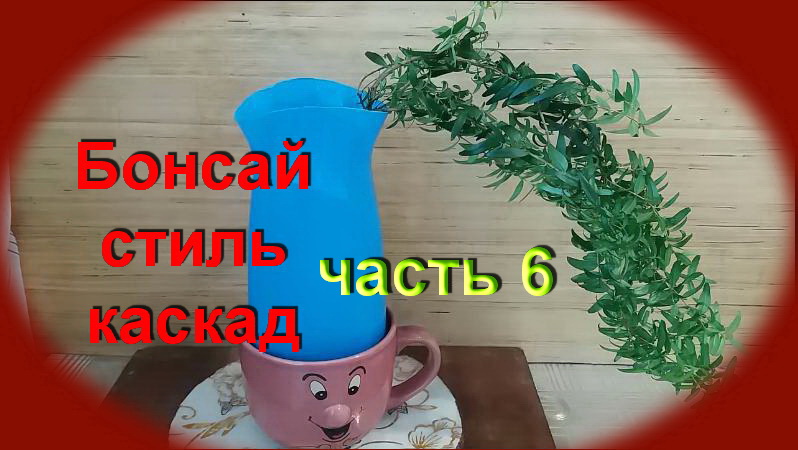 Бонсай из Мирта в стиле Кенгай каскад формировка в конце лето. часть 6