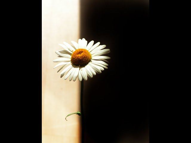 Практикум по #биоэнергетике "Ловим" образы в речи, учимся разбирать клиентские запросы через текст.