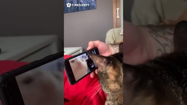 Ловите ритм