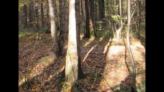 16-Осень этого года клип