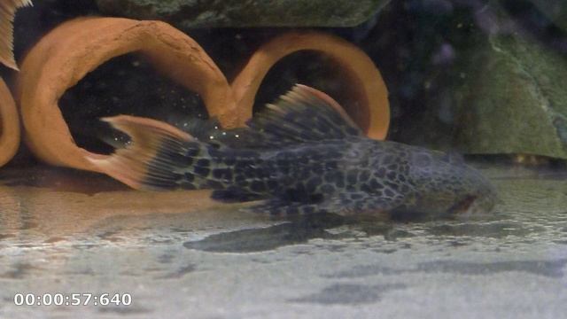 Pseudacanthicus Leopardus L600 растут