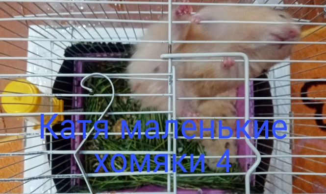 Катя маленькие хомяки 4