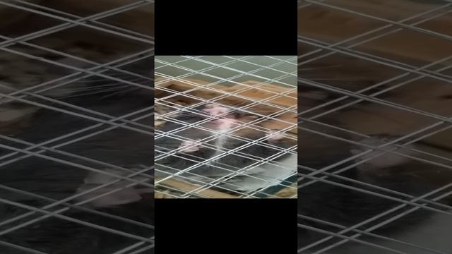 Венерка грызет металлическую сетку, высовыавая язычок