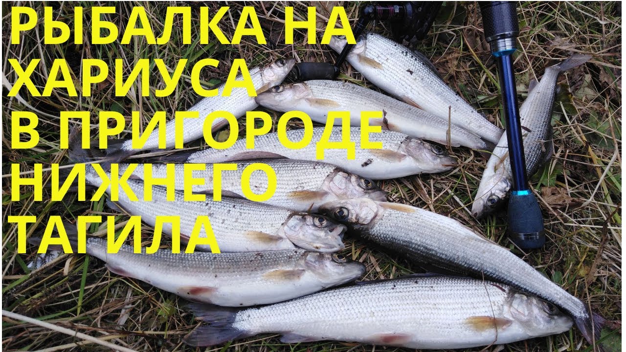ЛОВЛЯ ХАРИУСА НА МАЛОЙ РЕКЕ В ОКРЕСТНОСТЯХ НИЖНЕГО ТАГИЛА. РЫБАЛКА НА СПИННИНГ И УДОЧКУ ОСЕНЬ 2020