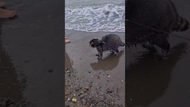 енота Витю намочила волна #shorts